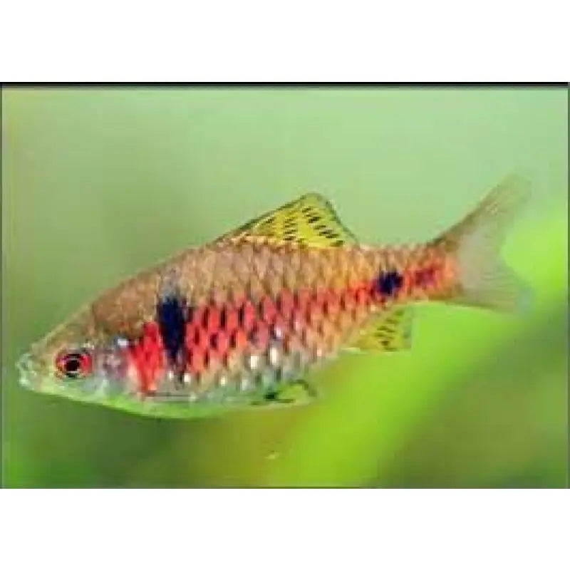 Barbus Odessa – Natura Amica